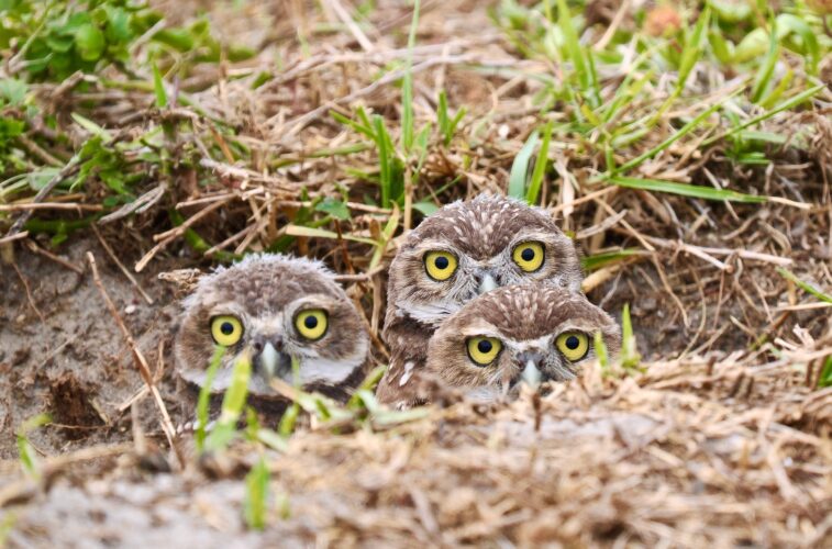 Burrowing Owl Census shows birds are thriving in Cape Coral - Cape ...
